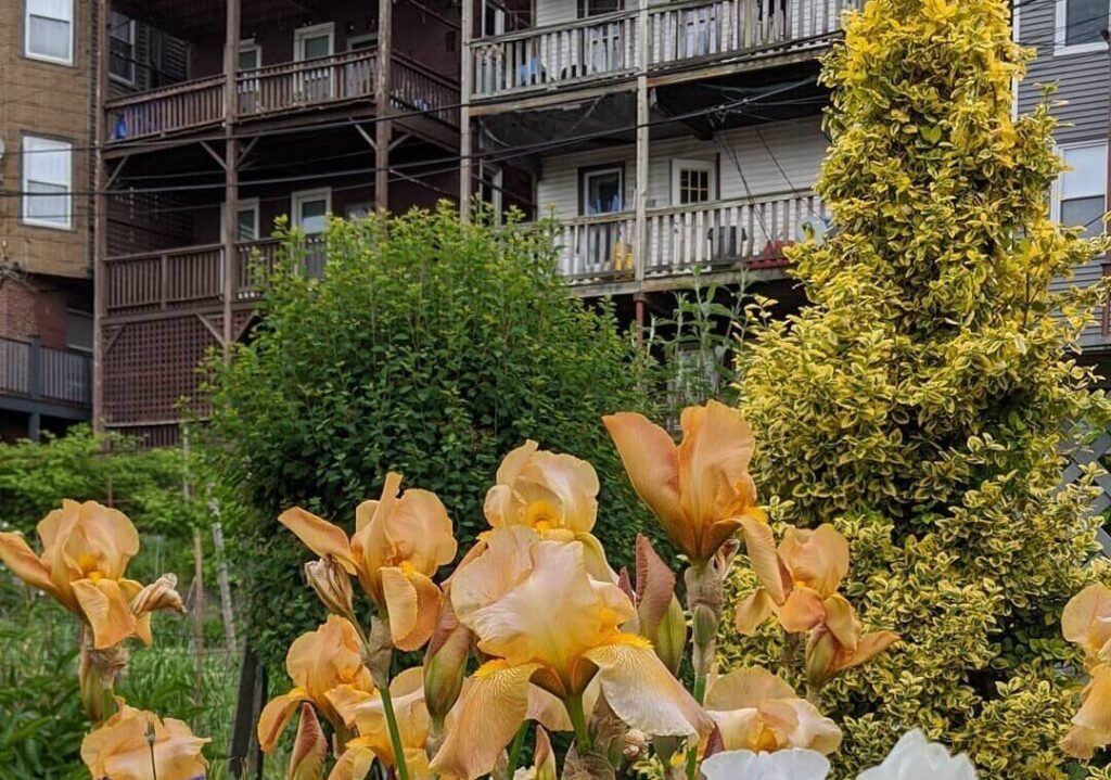 Empowered by Community: Women of Boston's Gardens - The Trustees of ...