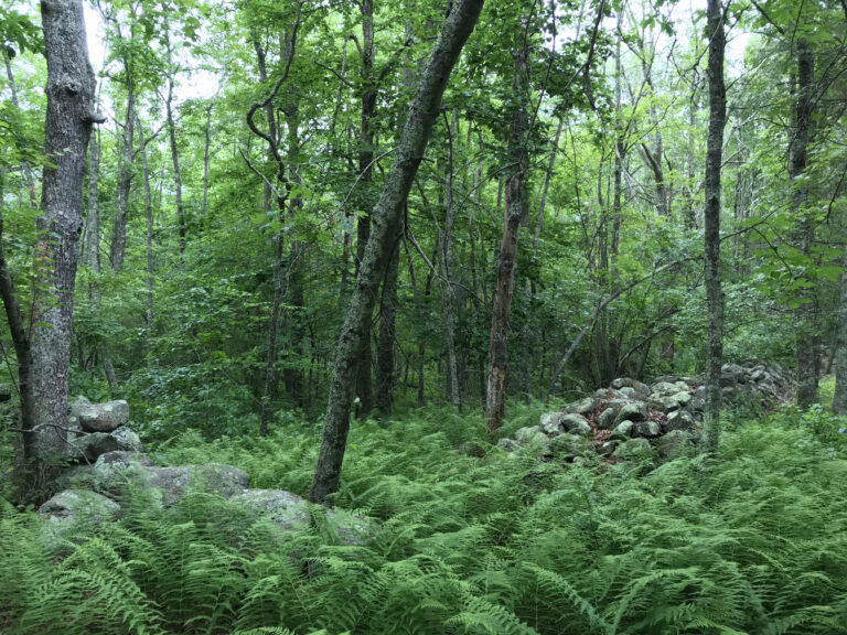 Copicut Woods, Fall River, MA - The Trustees of Reservations