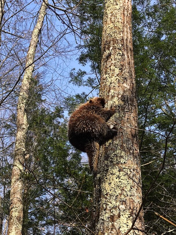 Swift River Reservation - The Trustees of Reservations
