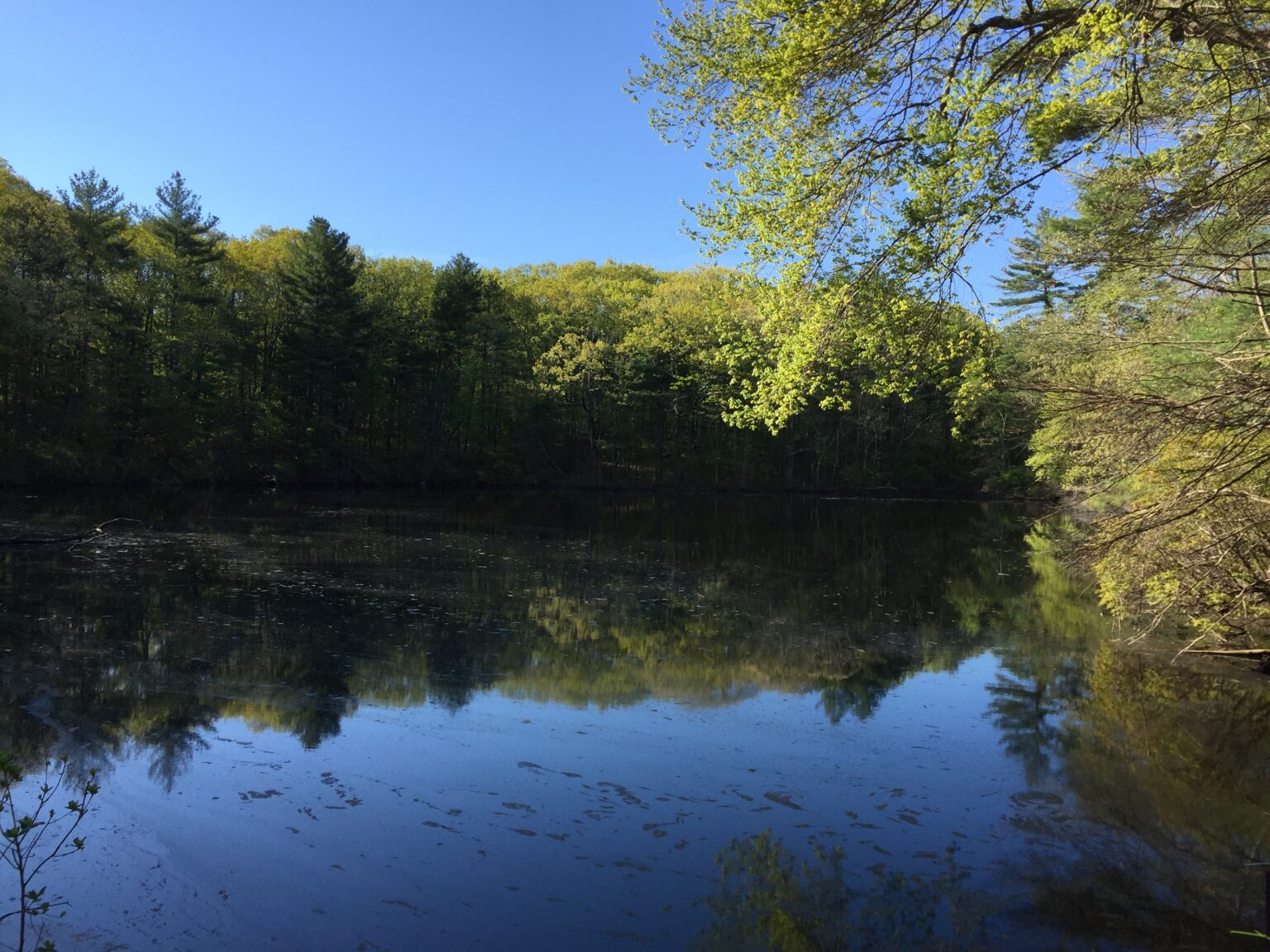 Rocky Woods, Medfield, MA - The Trustees of Reservations