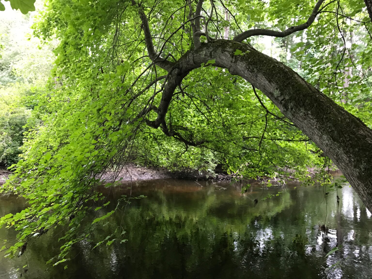 Francis William Bird Park, Walpole, MA - The Trustees of Reservations