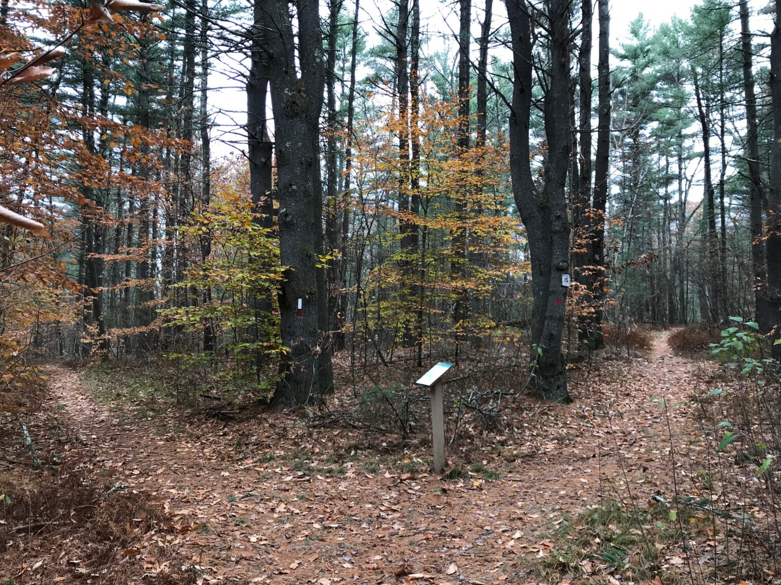 Rocky Woods, Medfield, MA - The Trustees of Reservations
