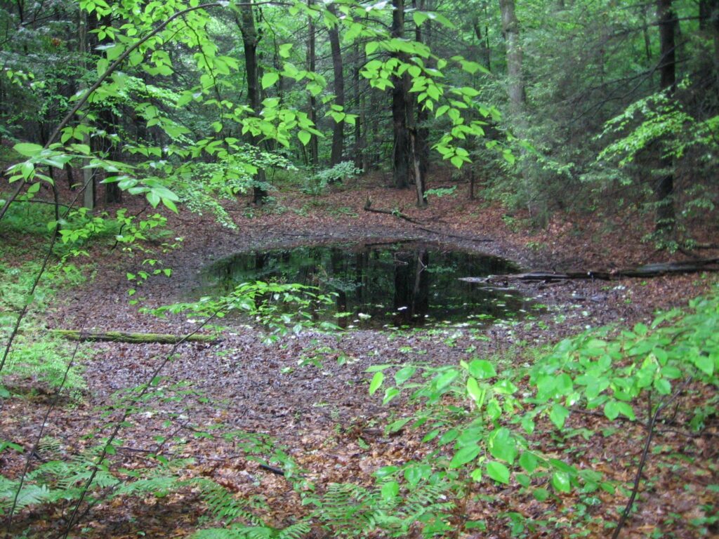 Vernal Pools - The Trustees of Reservations