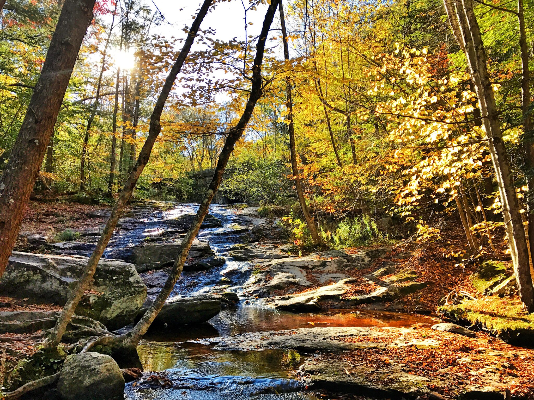 Bear Swamp, Ashfield, MA - The Trustees of Reservations