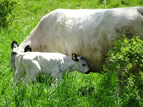 Appleton Farms - The Trustees of Reservations