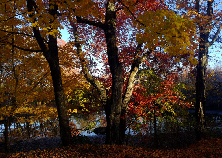 Peak Peeping Picks: The Best Spots for Fall Foliage - The Trustees of ...