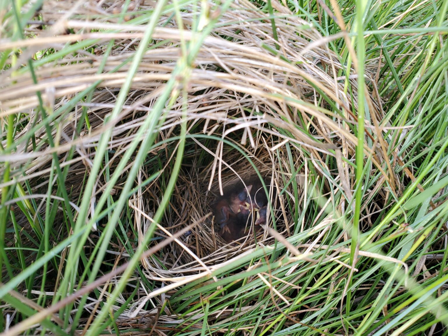 Protecting saltmarsh sparrows - The Trustees of Reservations
