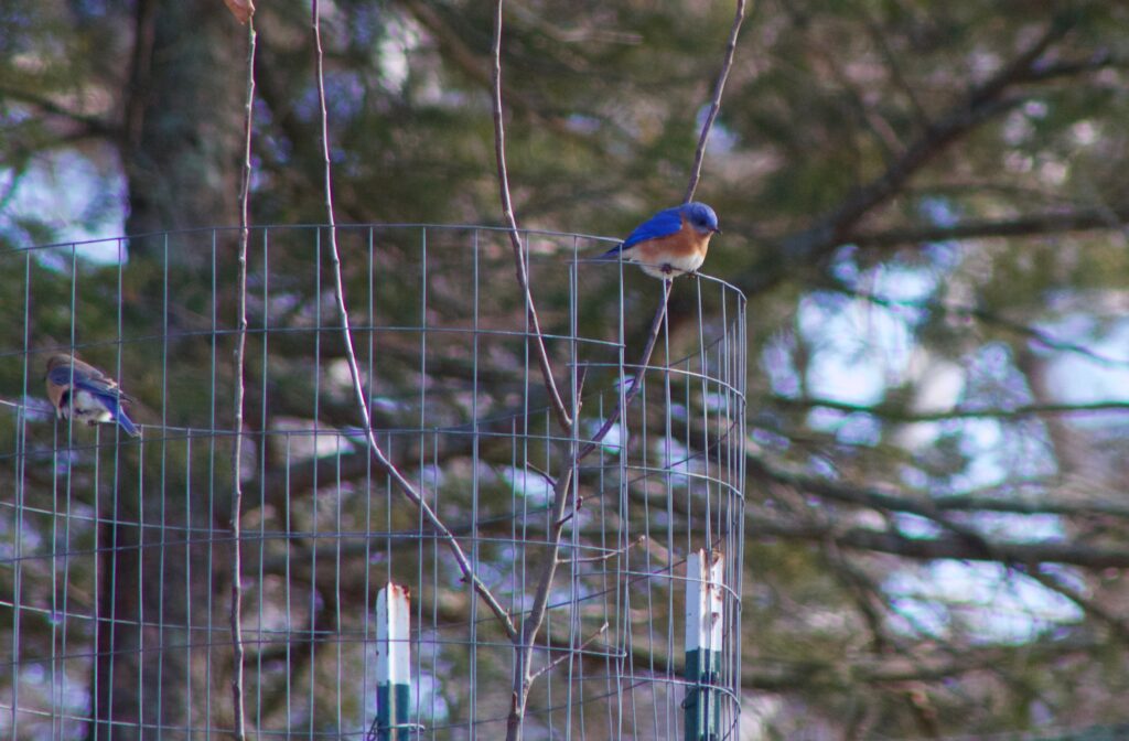 A Hike at Ward Reservation - The Trustees of Reservations