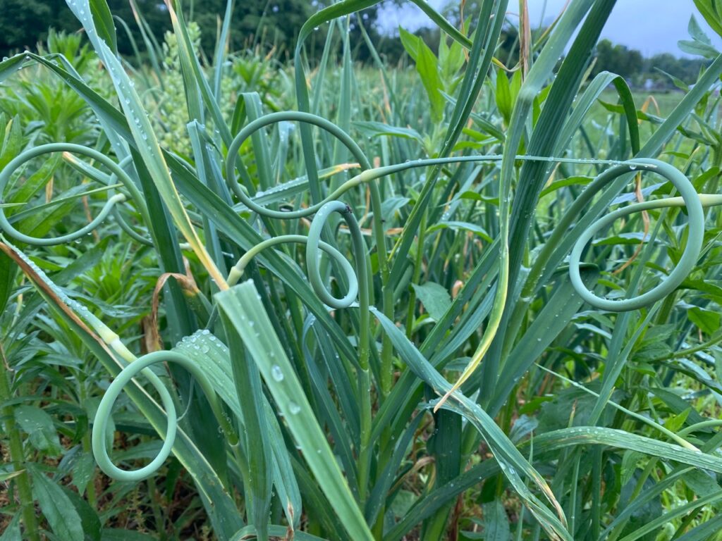 Recipes from our Farms: Garlic Scapes - The Trustees of Reservations