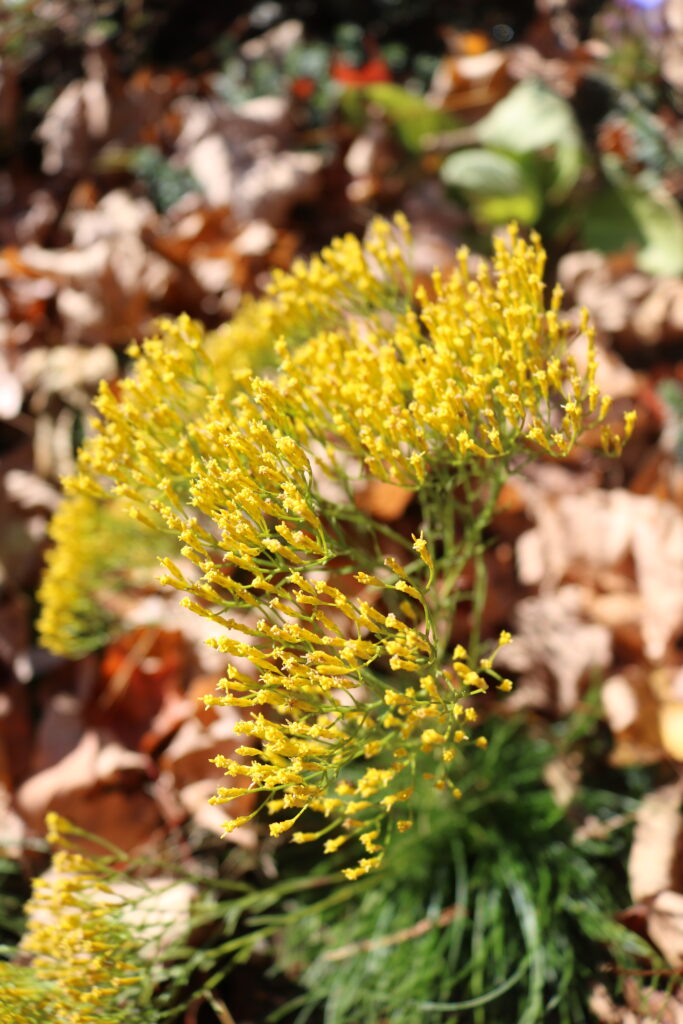 Unusual Fall Perennials for the Northeast - The Trustees of Reservations