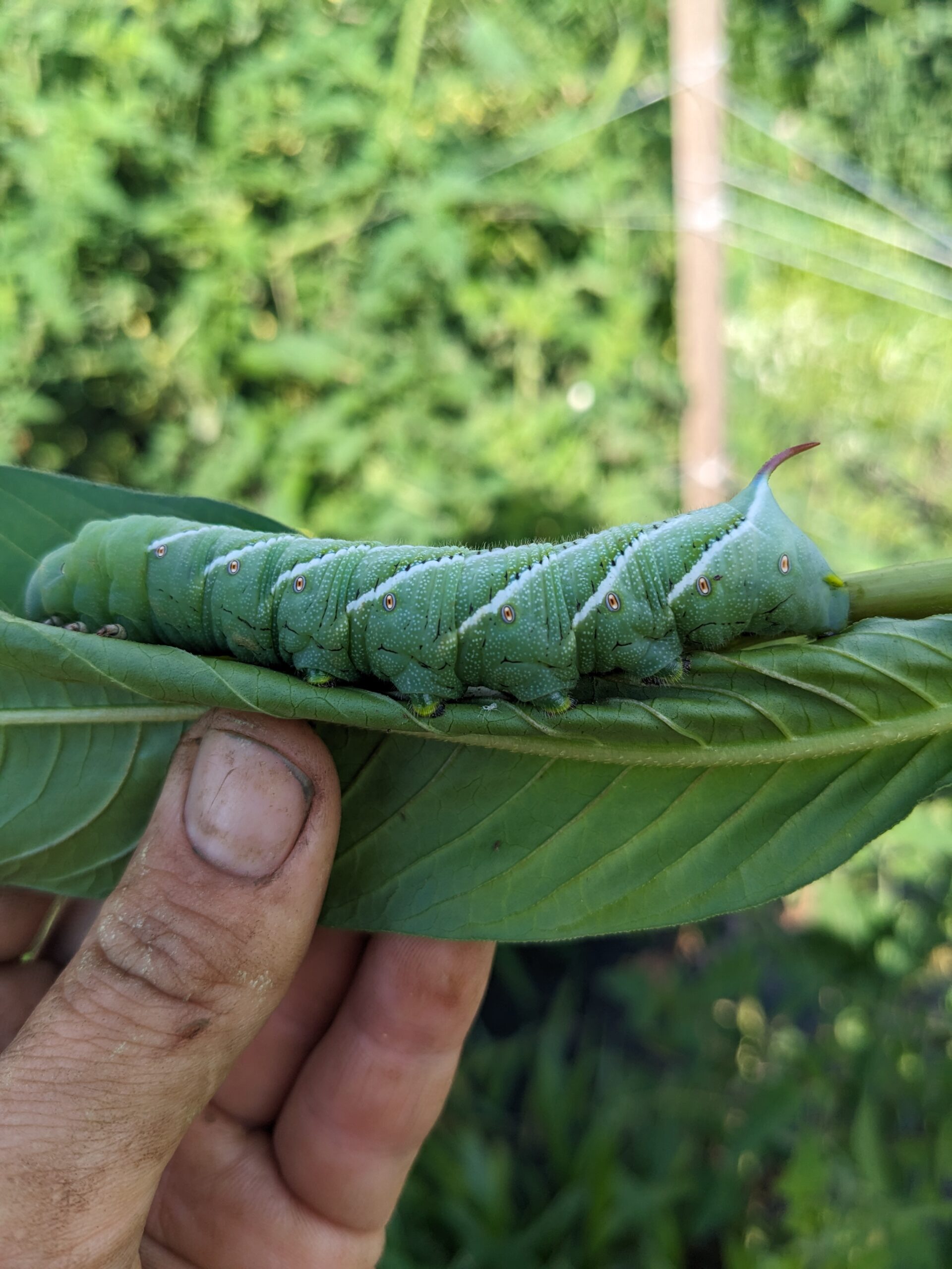 Insects in the Field 101: Pests and Beneficials - The Trustees of ...