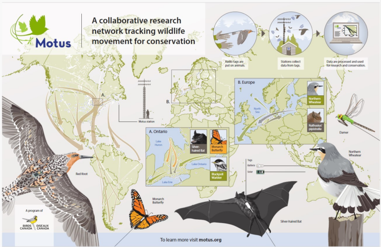 A Motus Tower on Martha's Vineyard - The Trustees of Reservations