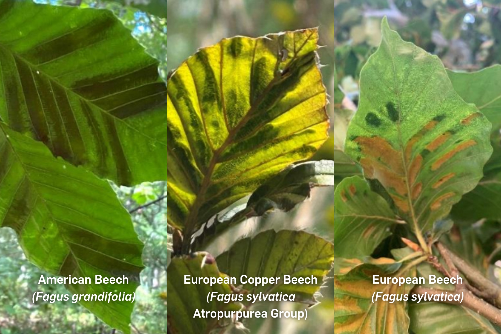 New Disease Threatens Trustees Beech Trees - The Trustees of Reservations