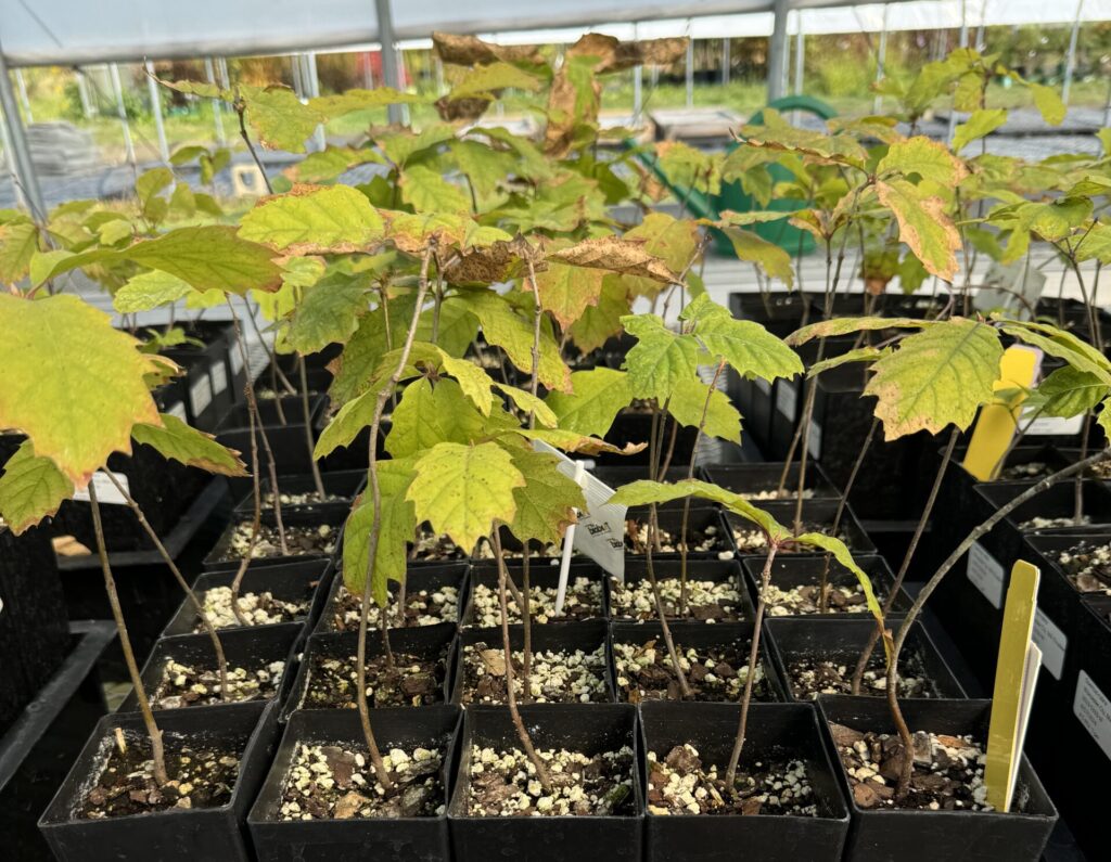Fostering Forest Resilience - The Trustees of Reservations