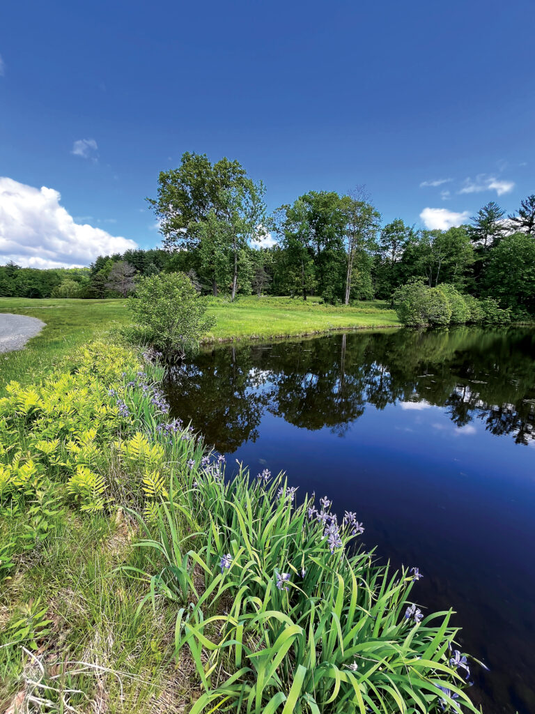 The Trustees Acquire Beaver Brook; Will ‘Rewild’ It to Provide Climate ...