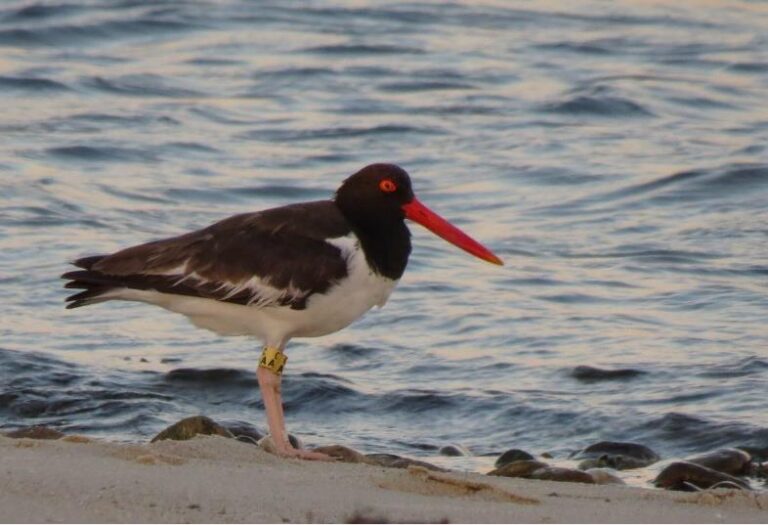Ecology Report: The Trustees 2025 Shorebird Season - The Trustees of ...