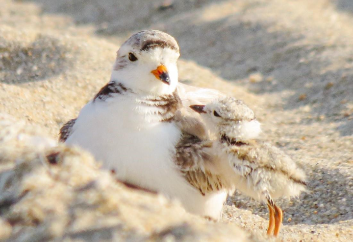 Ecology Report: The Trustees 2025 Shorebird Season - The Trustees of ...